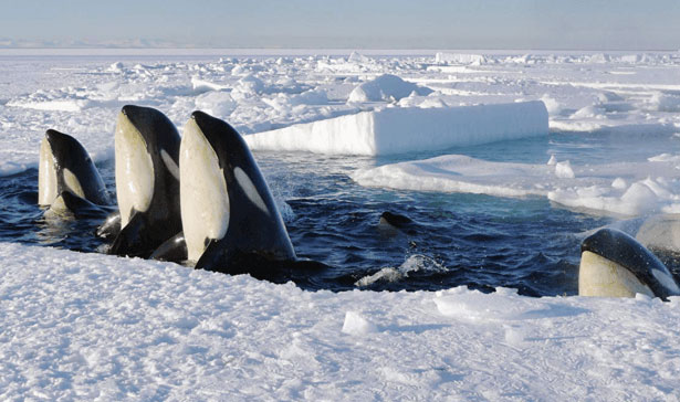 Top Documentaries of All Time on YouTube & Download Them Now